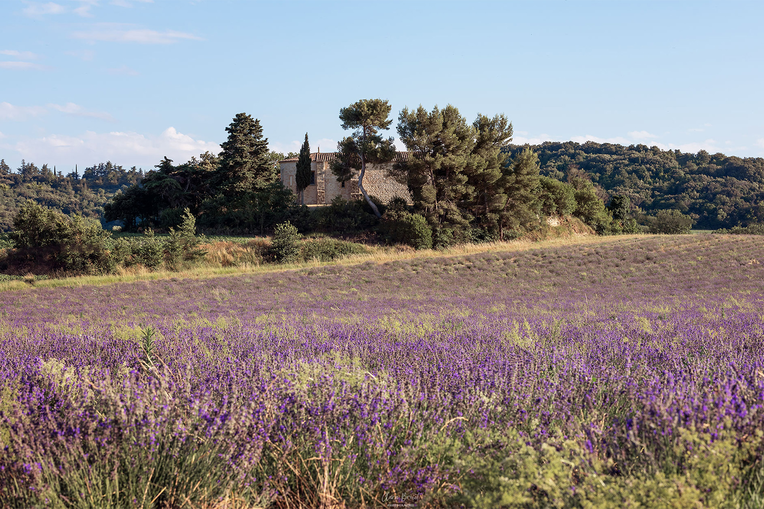 Bilan de la saison 2022 - Les Collines de Besplas